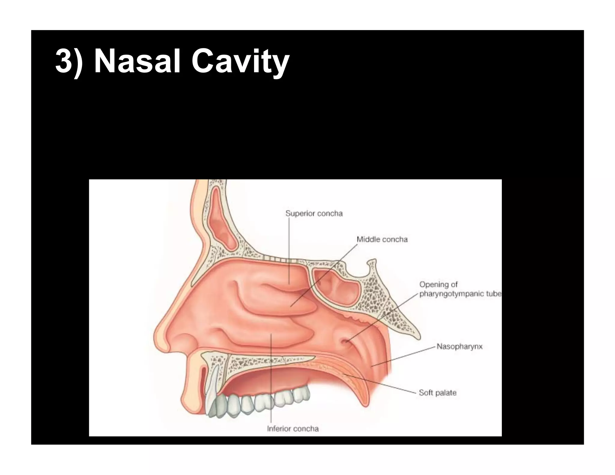 Anatomy of pterygopalatine fossa.ppt.pdf