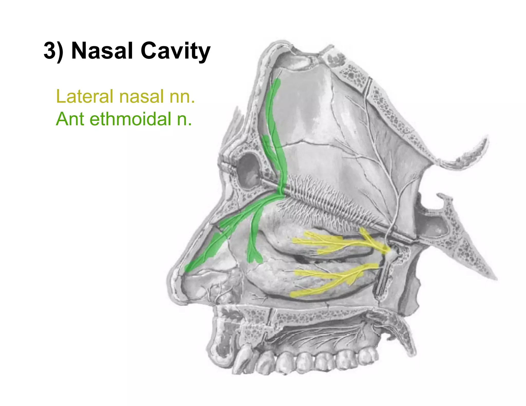 Anatomy of pterygopalatine fossa.ppt.pdf