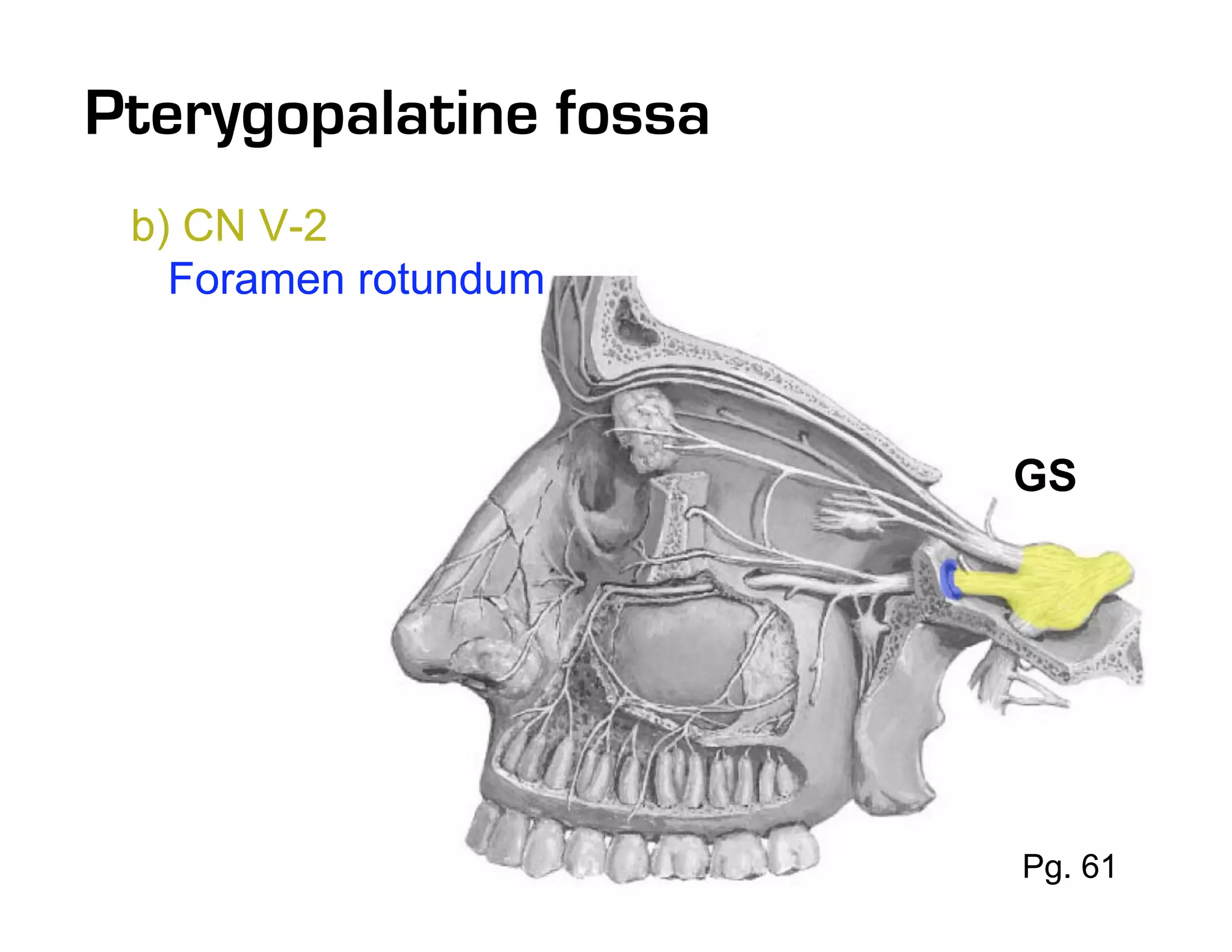 Anatomy of pterygopalatine fossa.ppt.pdf