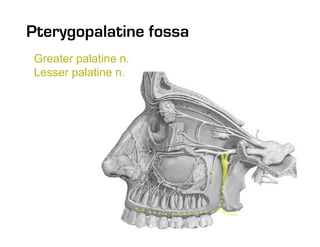 Anatomy of pterygopalatine fossa.ppt.pdf