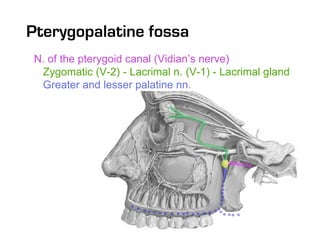 Anatomy of pterygopalatine fossa.ppt.pdf