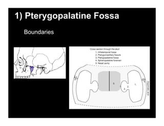 Anatomy of pterygopalatine fossa.ppt.pdf