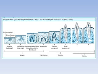 Oral histology lab 2016 tooth dev - students | PPT