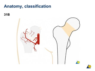 Femoral neck | PPT