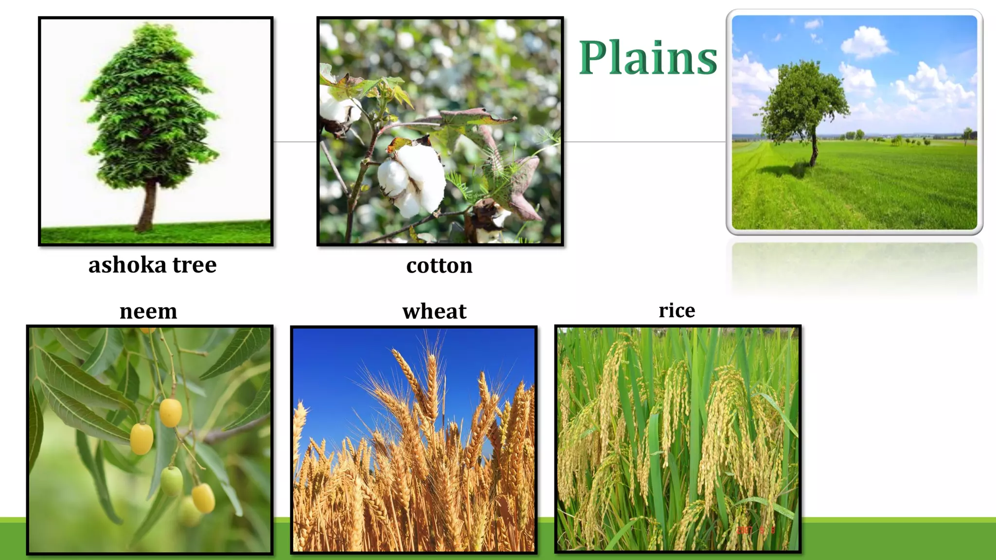 G3 EVS Ln - 2 Plants around us PPT - PDF.pdf
