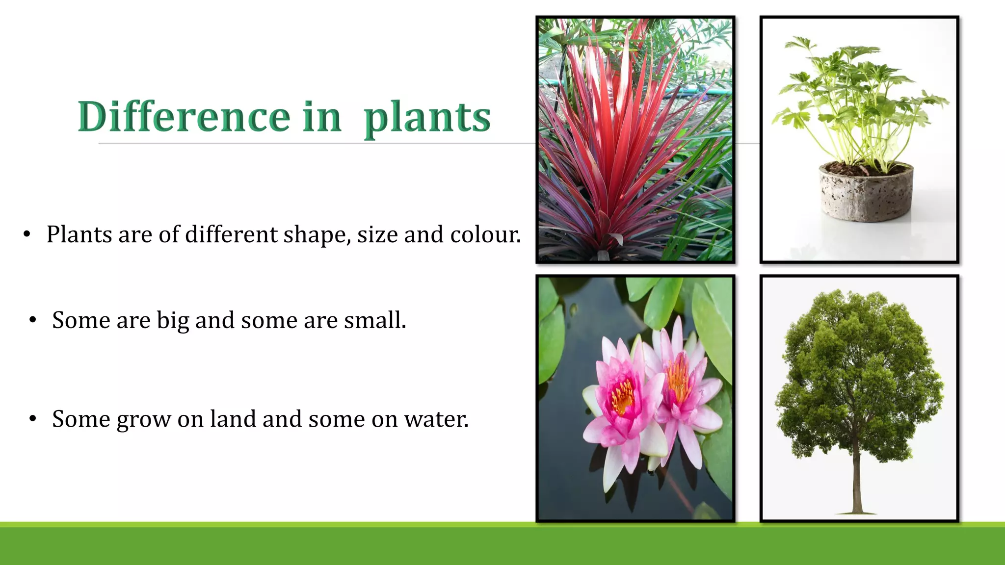 G3 EVS Ln - 2 Plants around us PPT - PDF.pdf
