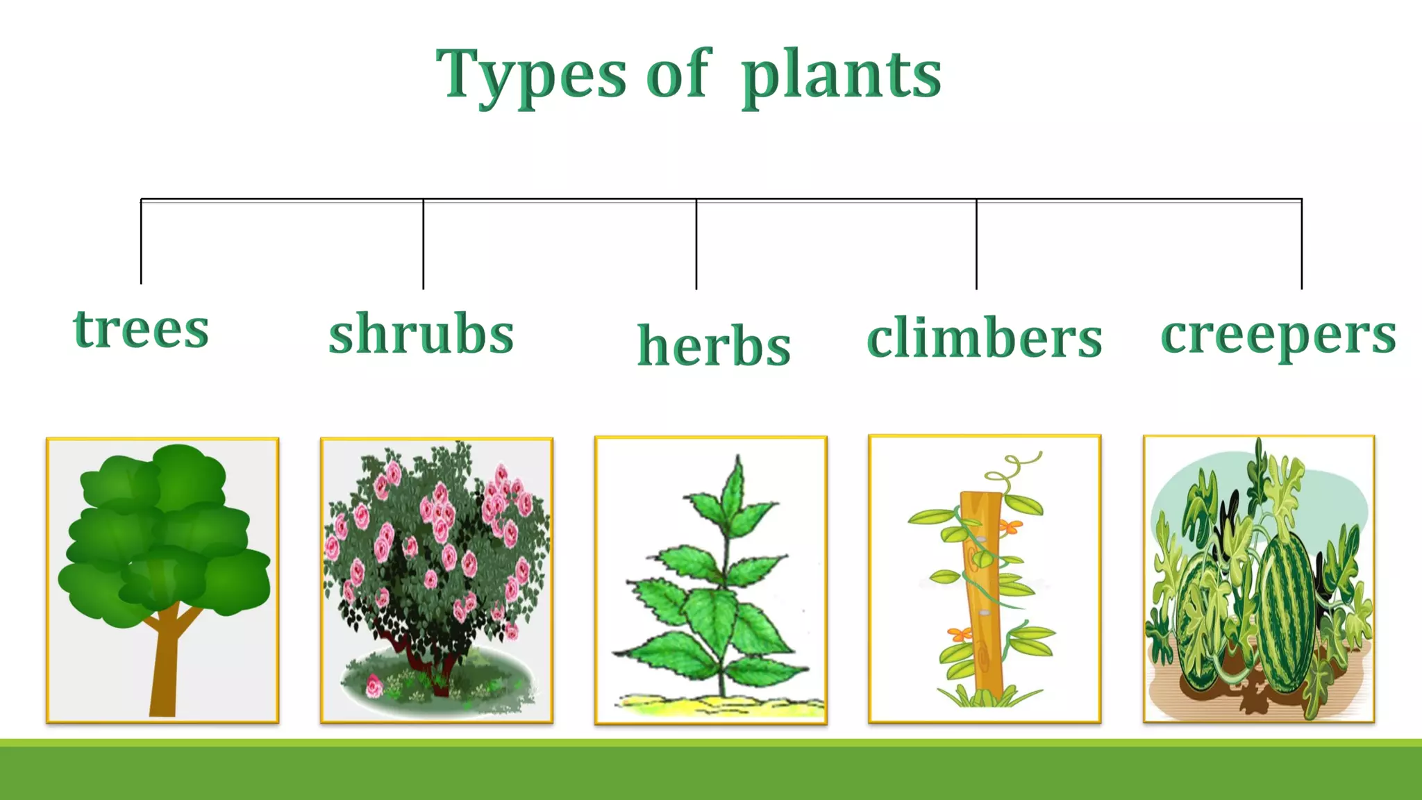G3 EVS Ln - 2 Plants around us PPT - PDF.pdf