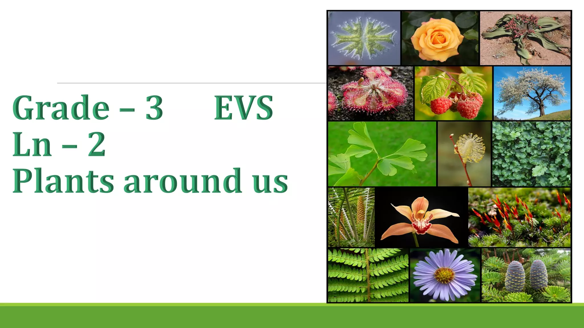 G3 EVS Ln - 2 Plants around us PPT - PDF.pdf