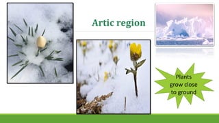G3 EVS Ln - 2 Plants around us PPT - PDF.pdf