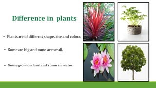 G3 EVS Ln - 2 Plants around us PPT - PDF.pdf