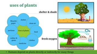 G3 EVS Ln - 2 Plants around us PPT - PDF.pdf
