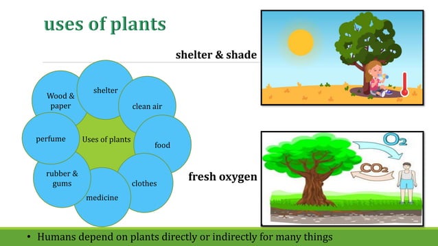 G3 EVS Ln - 2 Plants around us PPT - PDF.pdf