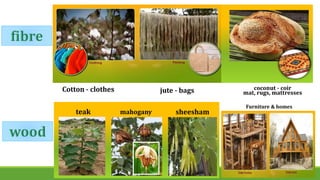 G3 EVS Ln - 2 Plants around us PPT - PDF.pdf