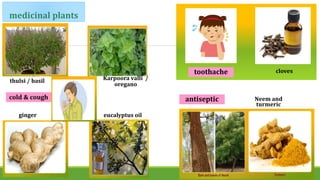 G3 EVS Ln - 2 Plants around us PPT - PDF.pdf