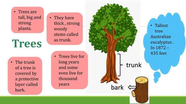 G3 EVS Ln - 2 Plants around us PPT - PDF.pdf