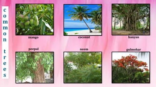 G3 EVS Ln - 2 Plants around us PPT - PDF.pdf