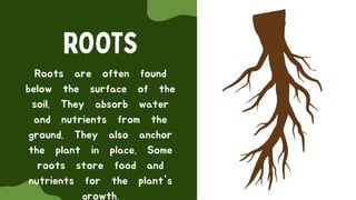 G3 PARTS OF THE PLANT.pptx