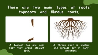 G3 PARTS OF THE PLANT.pptx