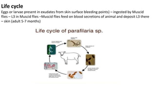 G 3 presentation (Filaroidea,Dirofilaria,Dipetalonema,Onchocera).pptx