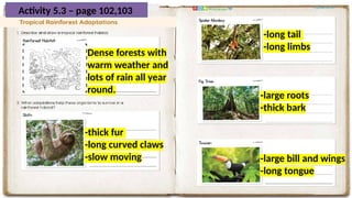 Grade 3 Tropical rainforest and characters.pptx