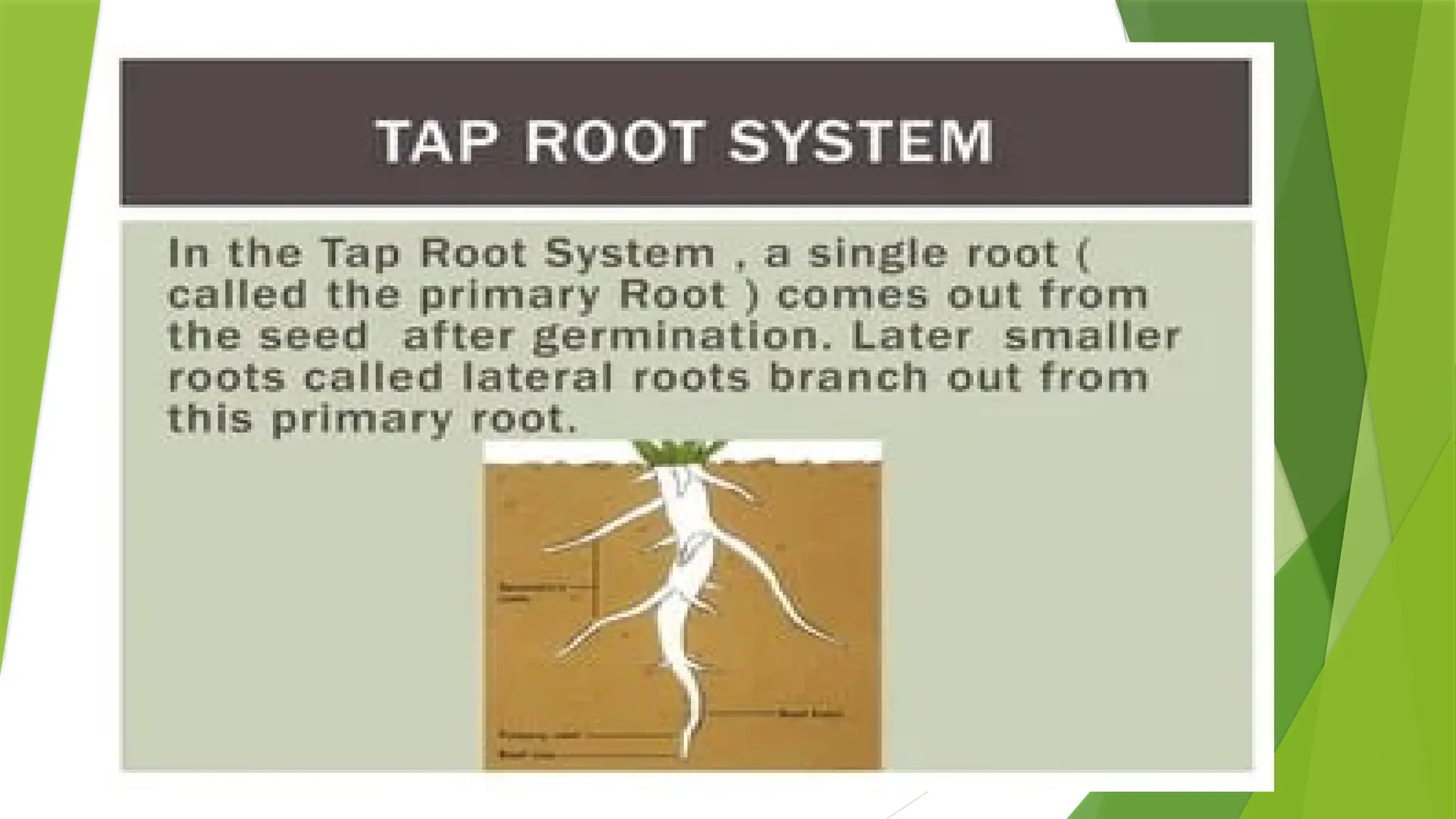 g3 types of roots.pptx science powerpoint | PPTX