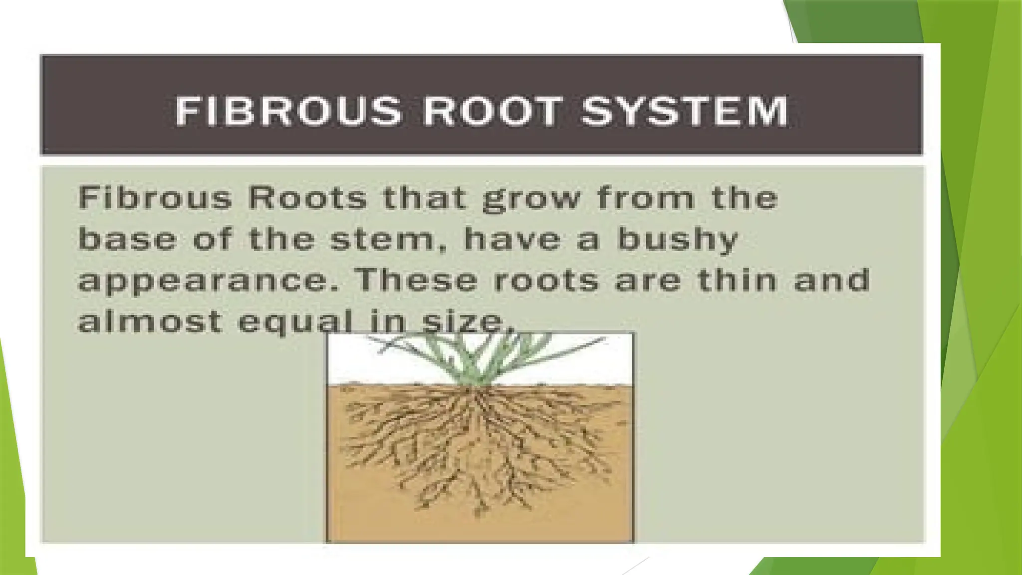 g3 types of roots.pptx science powerpoint | PPTX