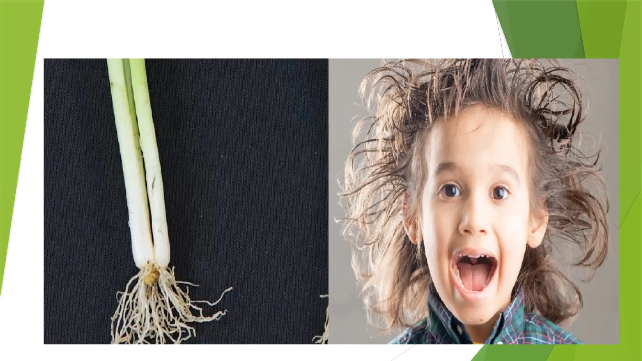 g3 types of roots.pptx science powerpoint | PPTX