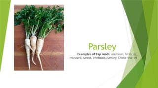 g3 types of roots.pptx science powerpoint | PPTX