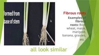 g3 types of roots.pptx science powerpoint | PPTX