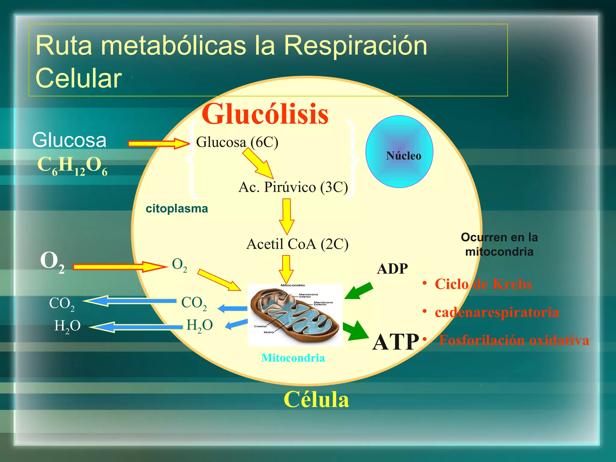 Respiracion celular | PPT
