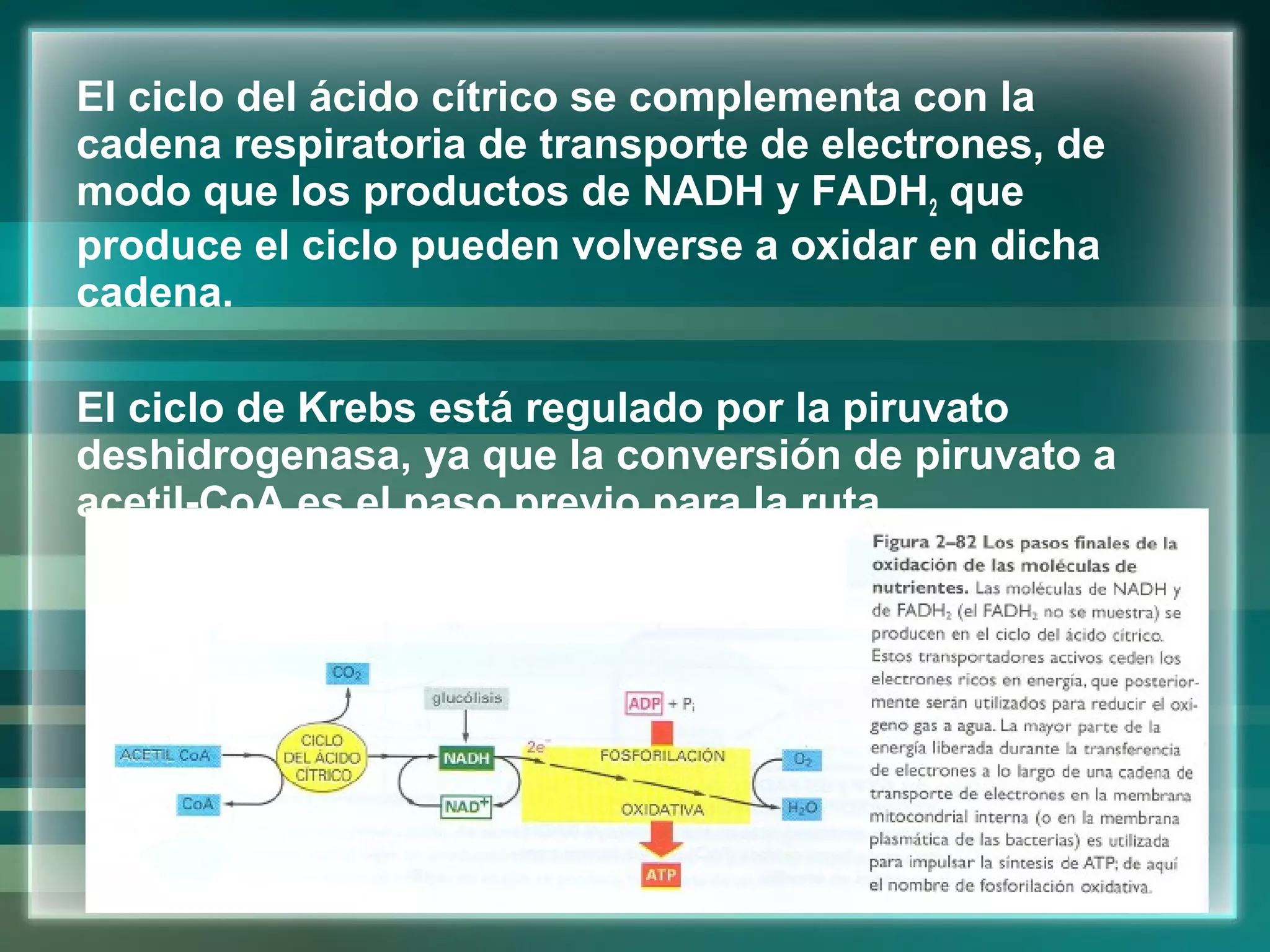 Respiracion celular | PPT