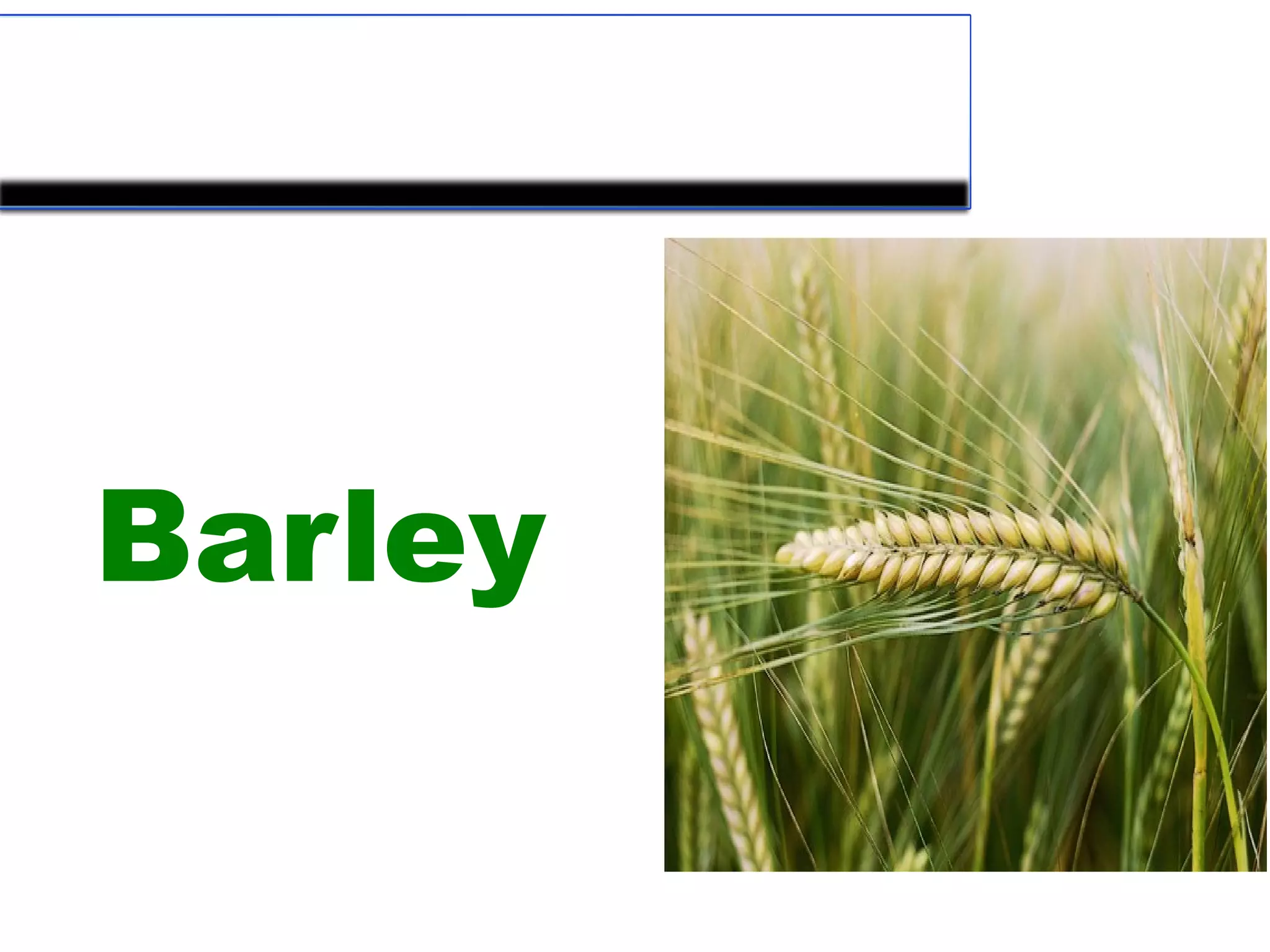 Barley | PPT