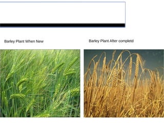 Barley | PPT