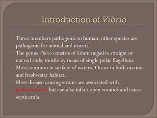 Vibrionaceae | PPT