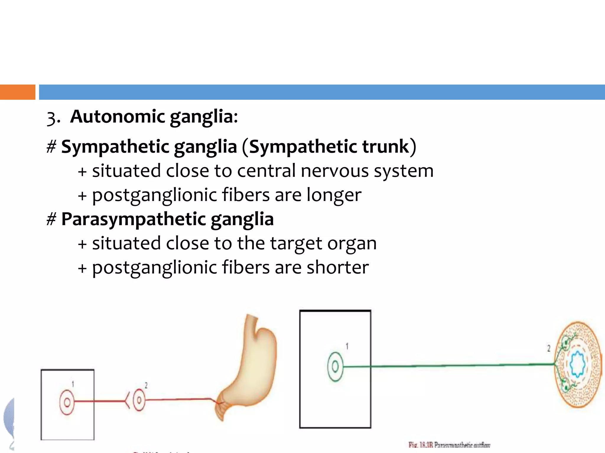 Sympathetic Anatomy | PPTX