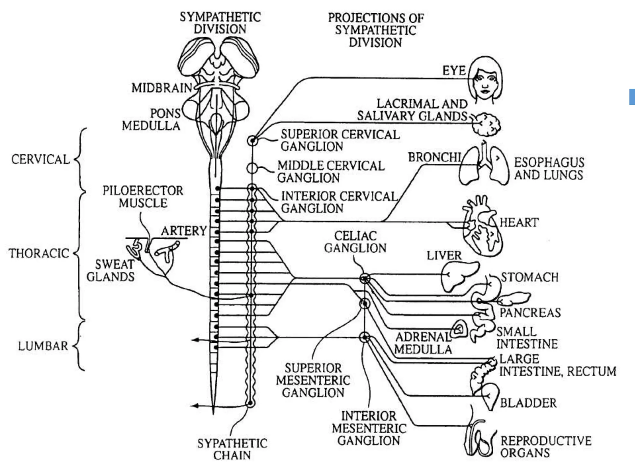 Sympathetic Anatomy | PPTX