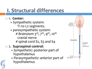 Sympathetic Anatomy | PPTX