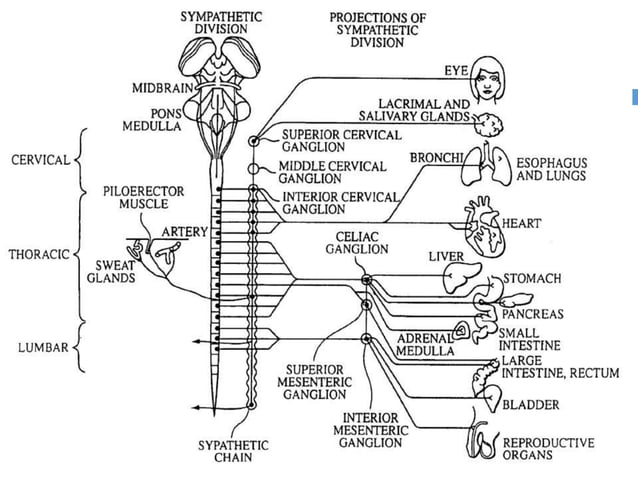 Sympathetic Anatomy | PPTX