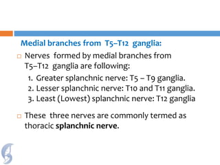 Sympathetic Anatomy | PPTX