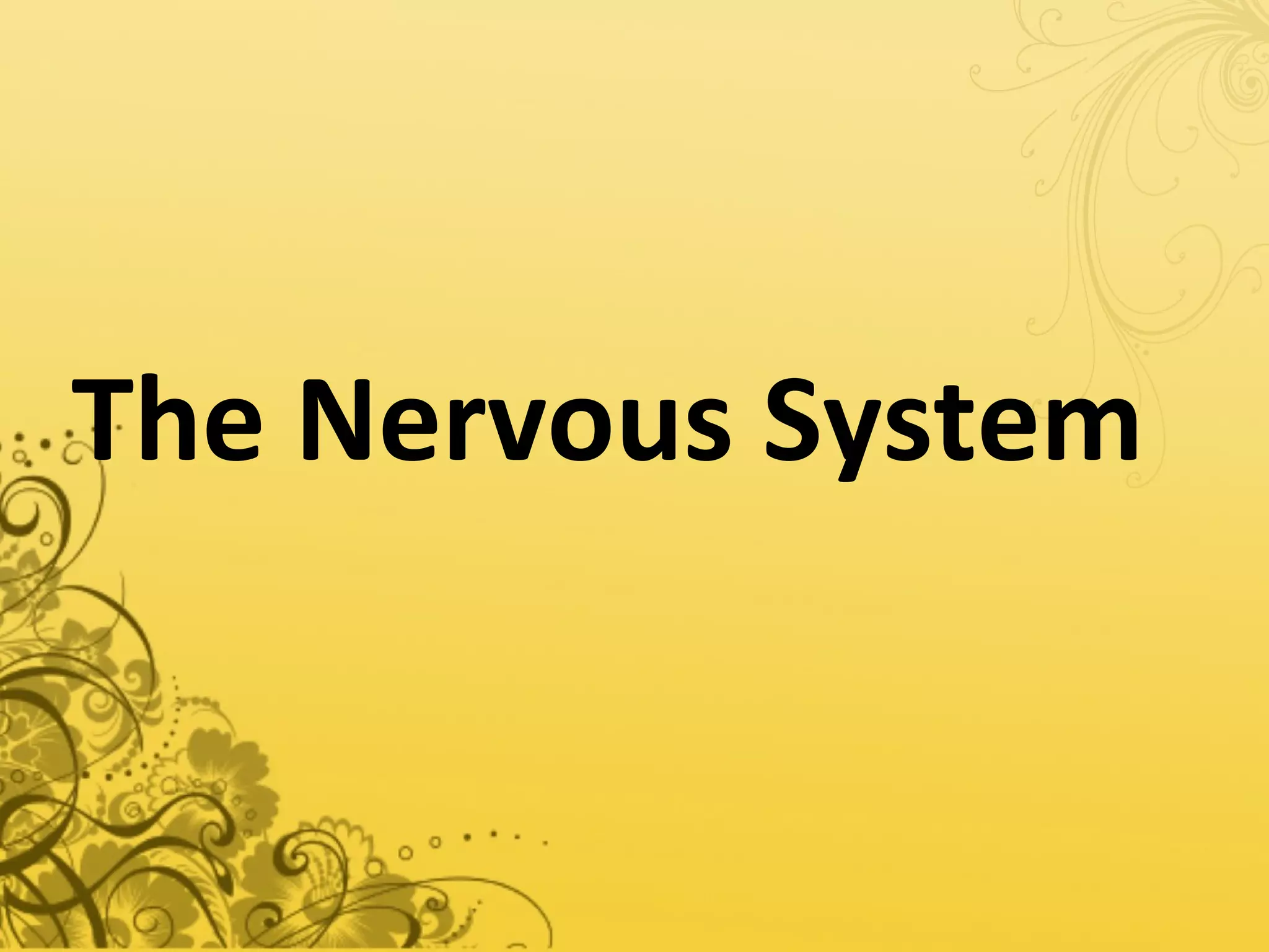 Anatomy lab. 7 nervous sys. | PPT