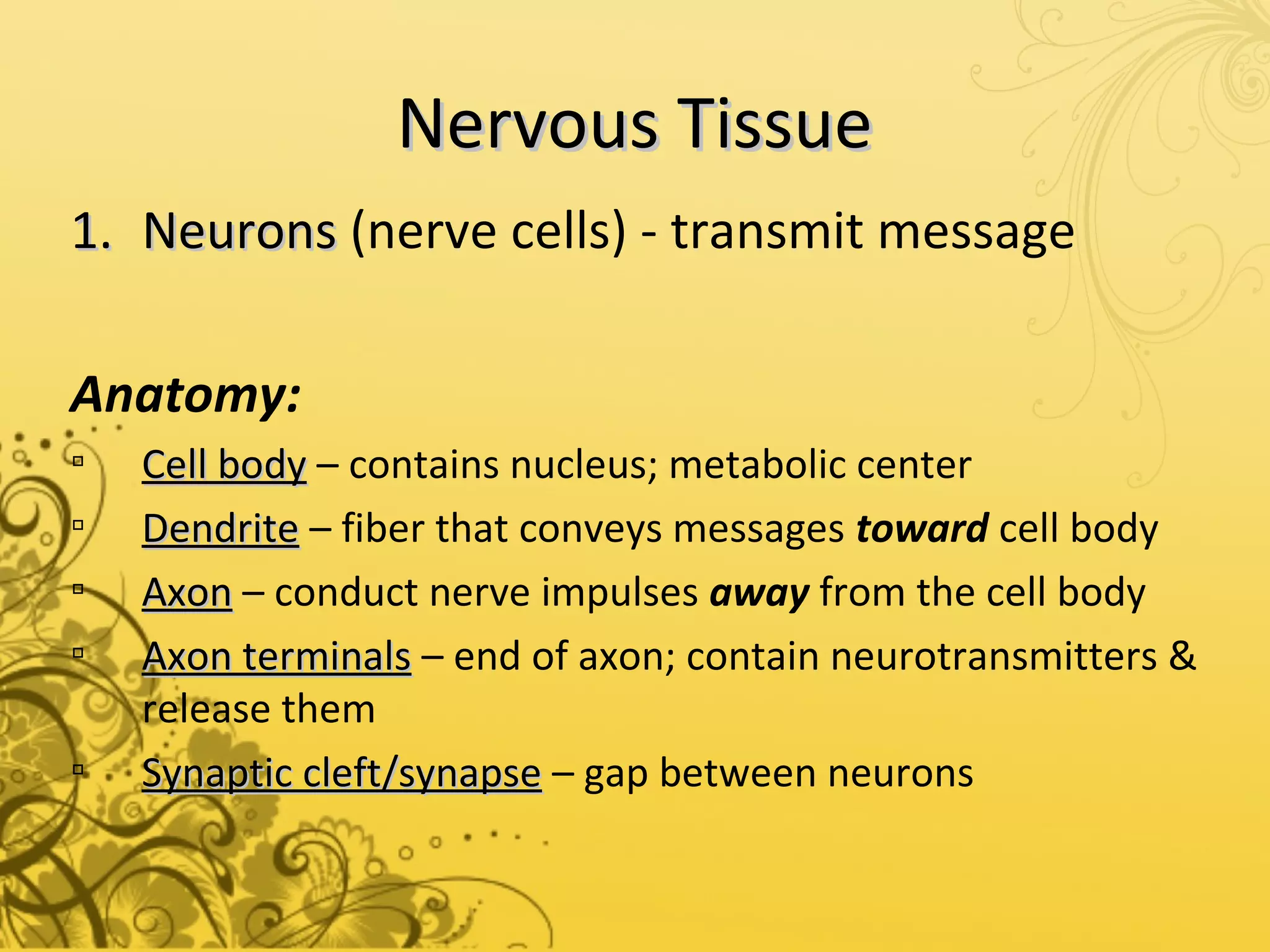 Anatomy lab. 7 nervous sys. | PPT