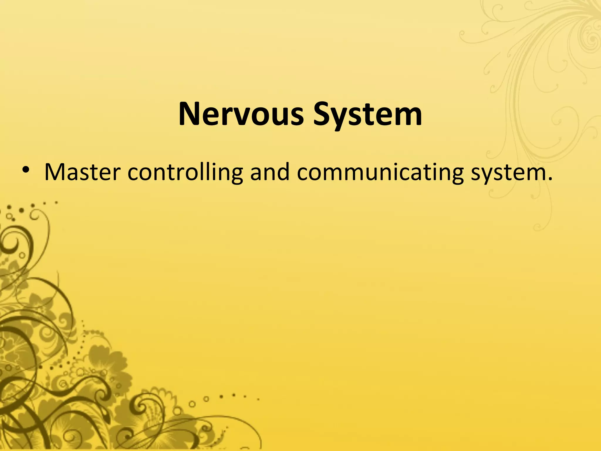 Anatomy lab. 7 nervous sys. | PPT