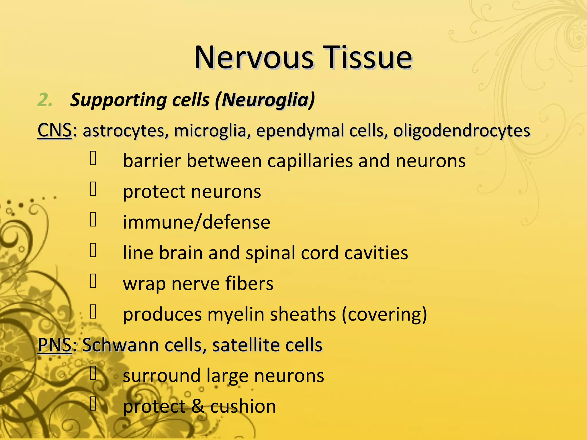 Anatomy lab. 7 nervous sys. | PPT