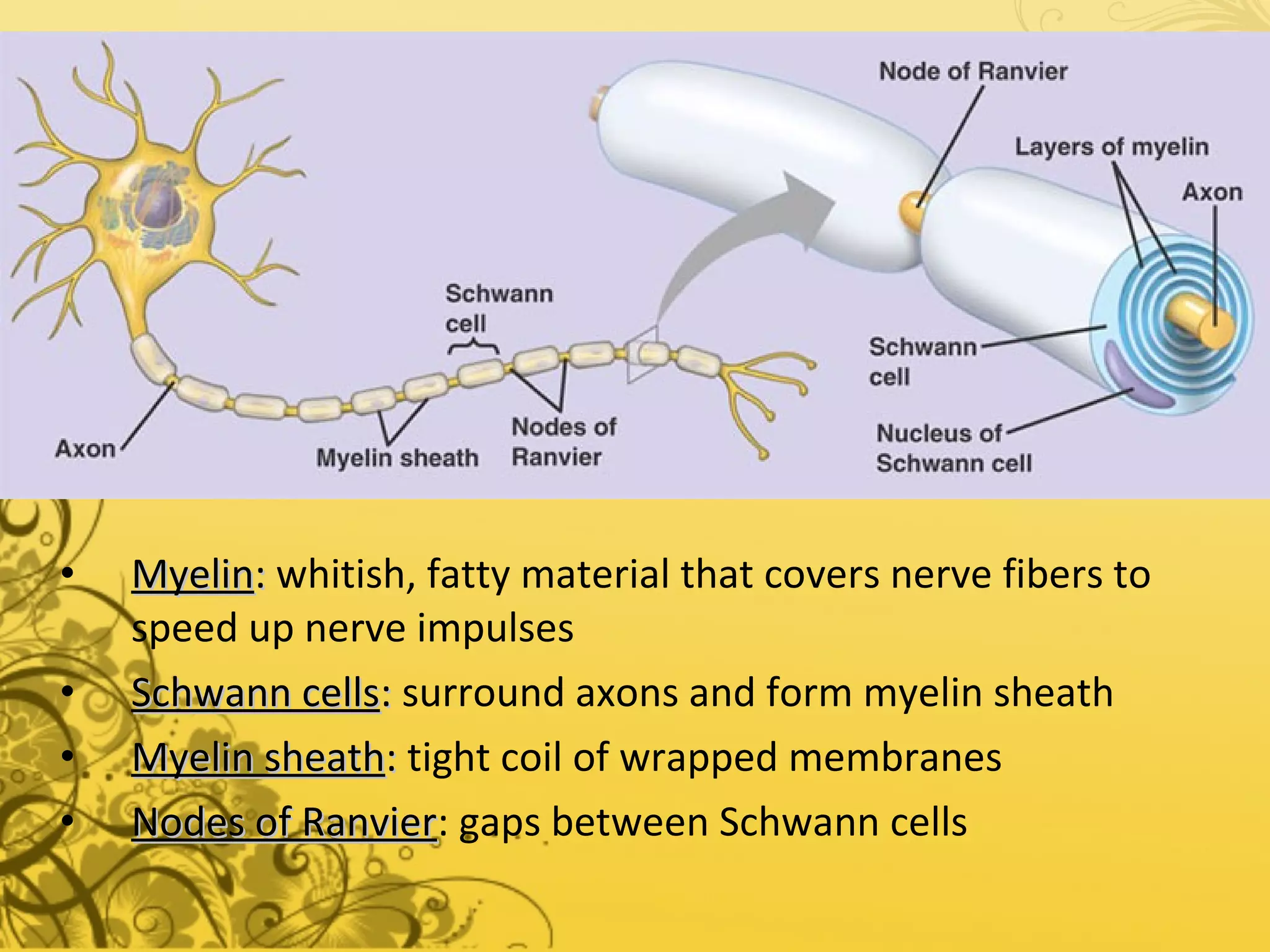 Anatomy lab. 7 nervous sys. | PPT