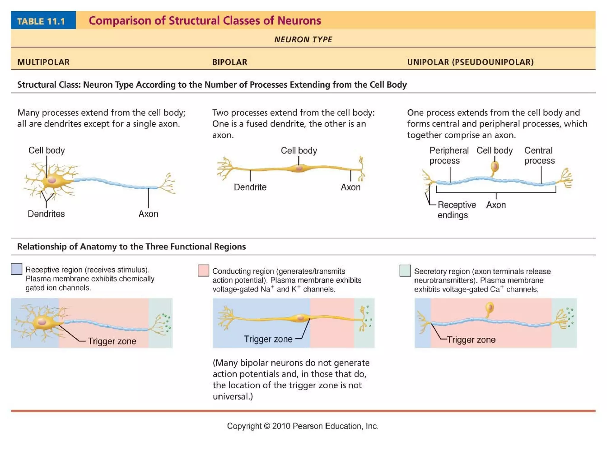 Anatomy lab. 7 nervous sys. | PPT