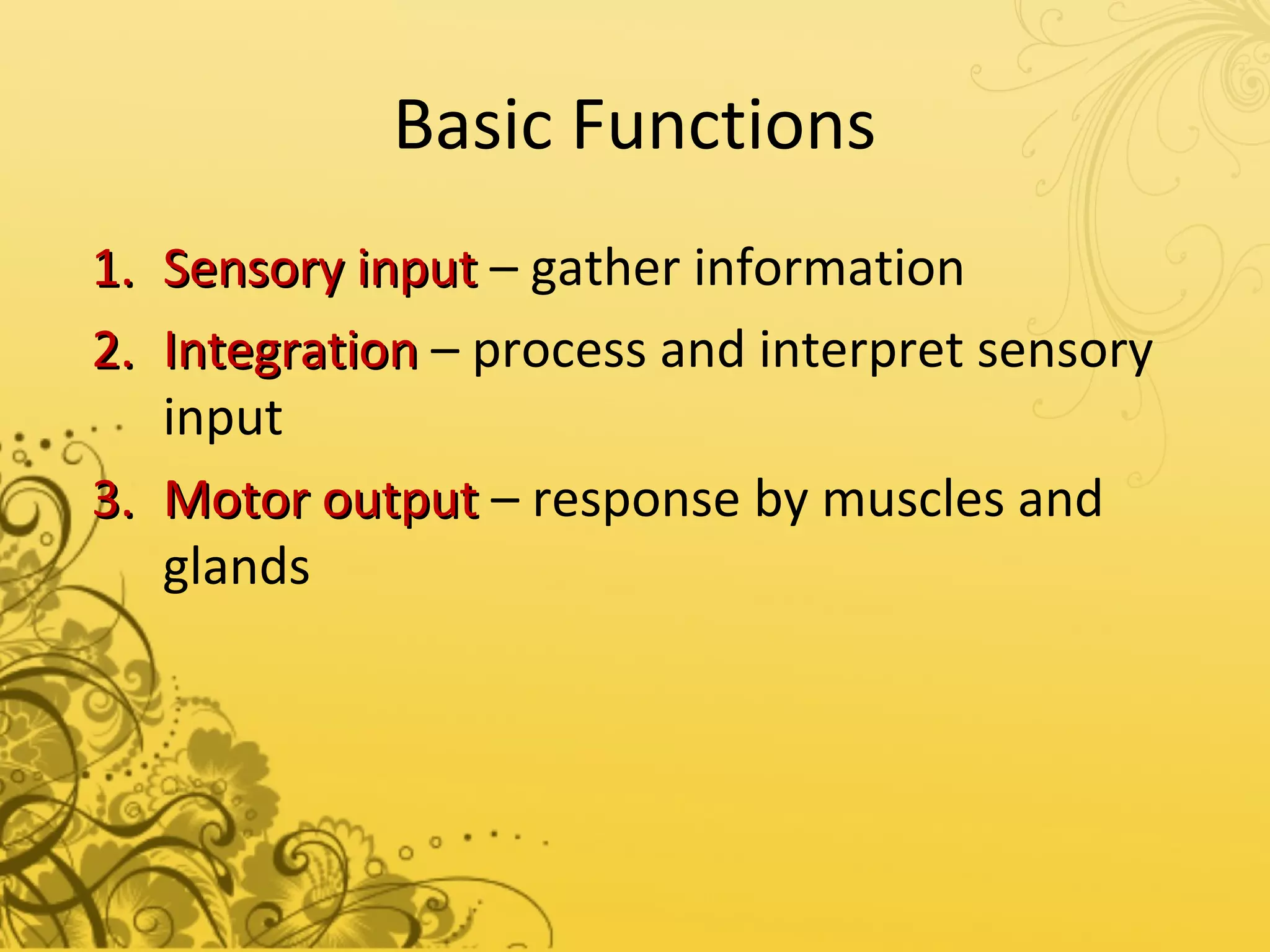 Anatomy lab. 7 nervous sys. | PPT