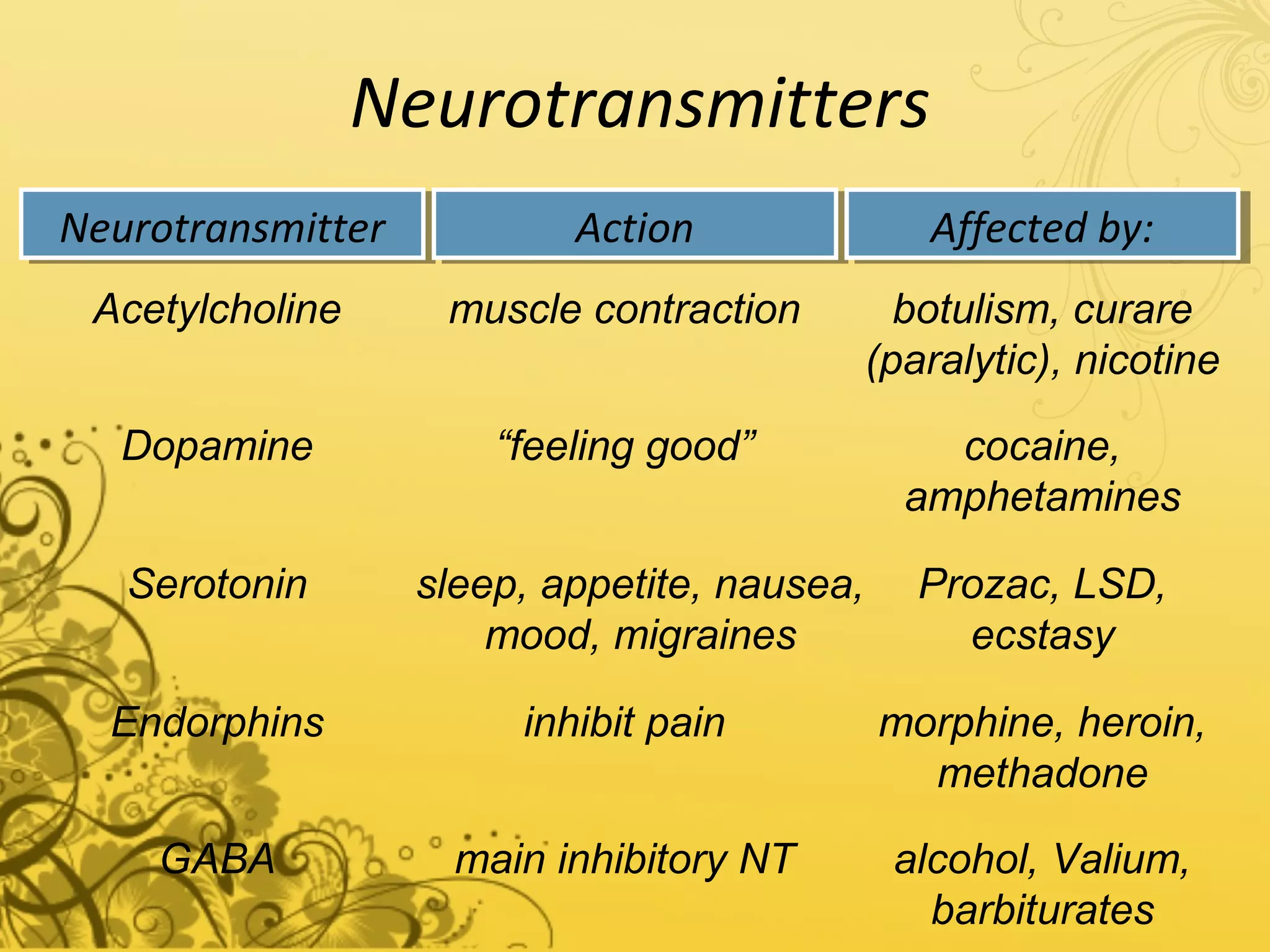 Anatomy lab. 7 nervous sys. | PPT