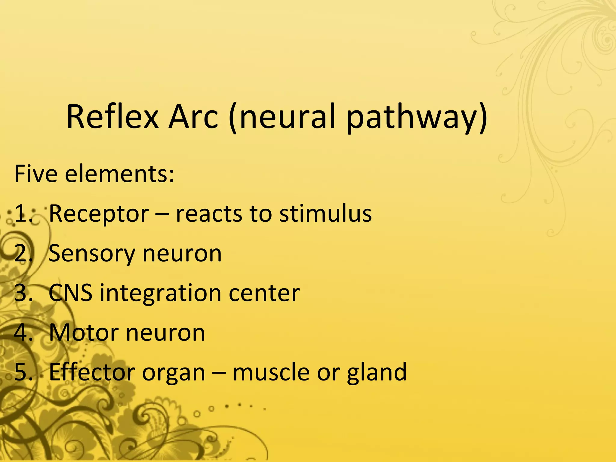 Anatomy lab. 7 nervous sys. | PPT