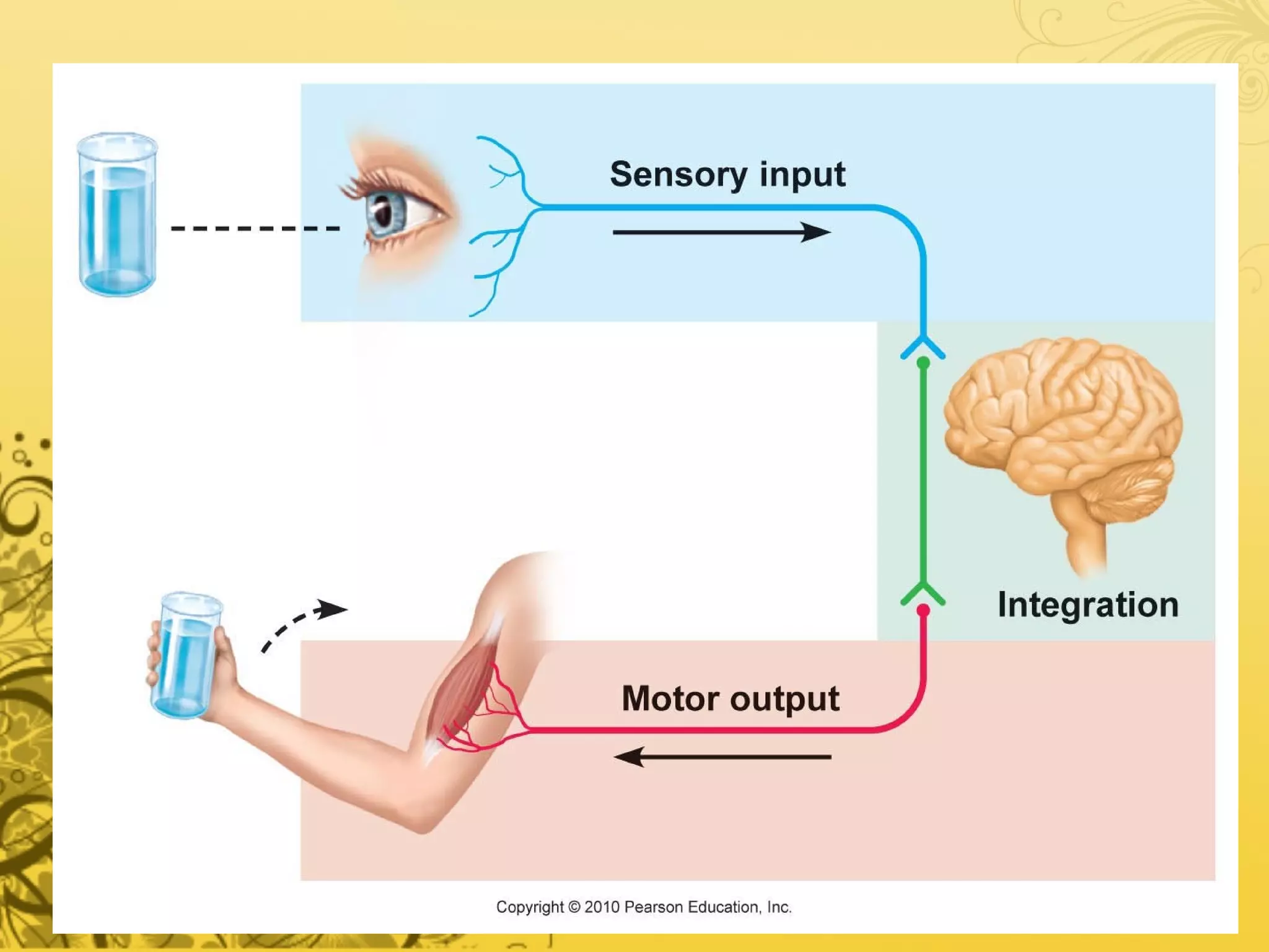 Anatomy lab. 7 nervous sys. | PPT