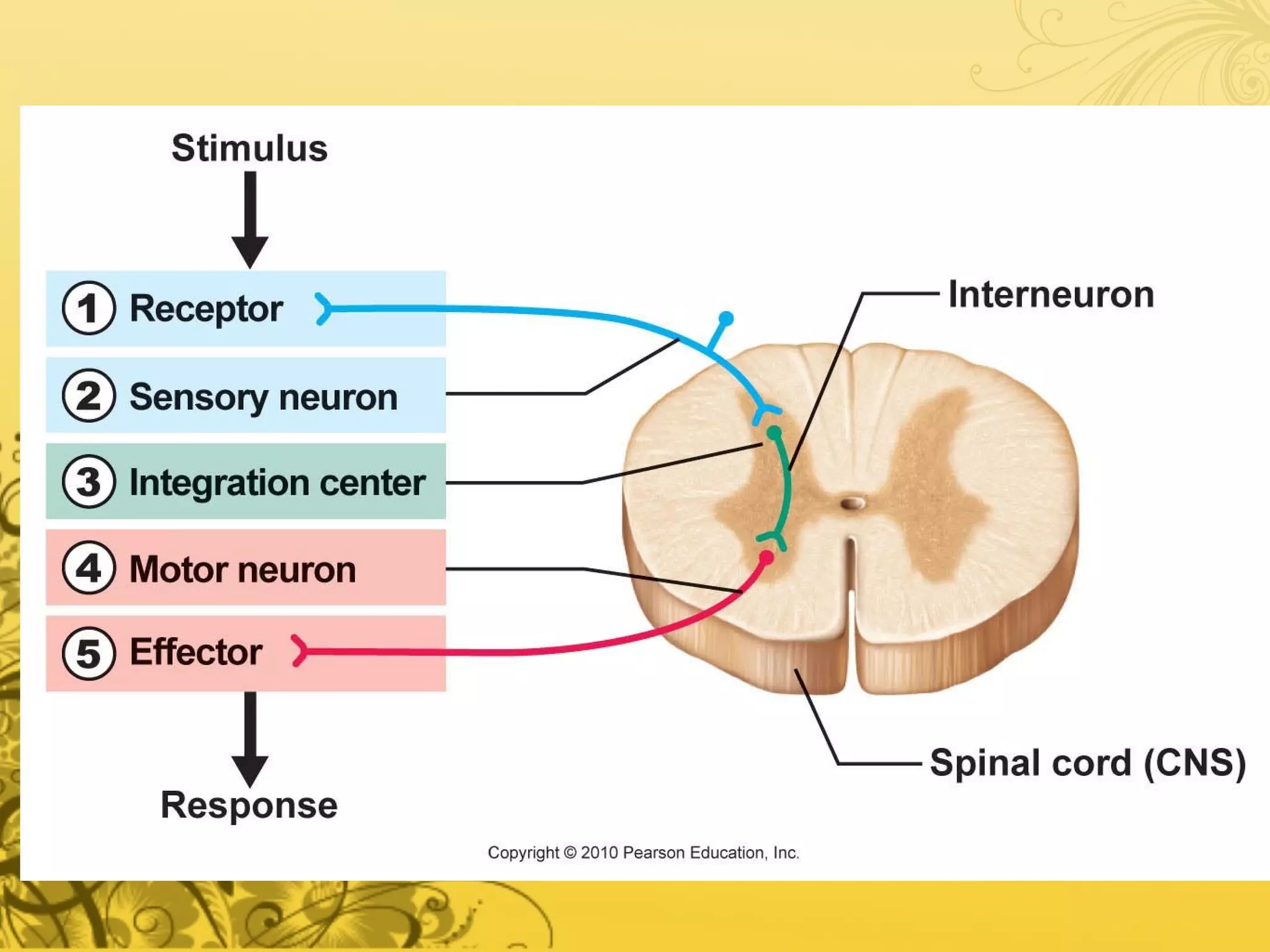 Anatomy lab. 7 nervous sys. | PPT